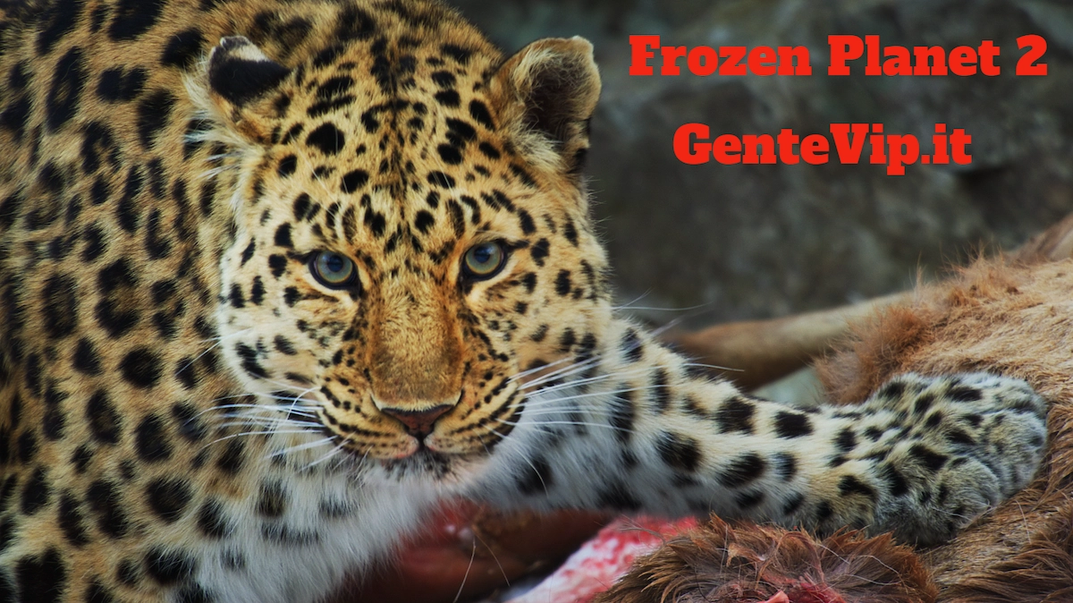 ‘Frozen planet 2’ dal 22 dicembre al via la serie-evento su Rete4